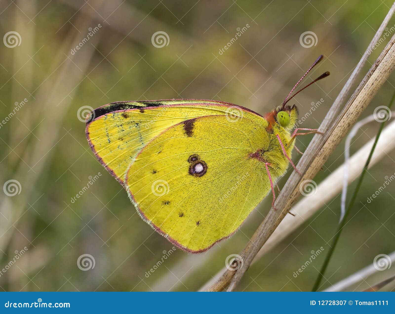 Gele vlinder stock afbeelding. Image of licht, harig - 12728307