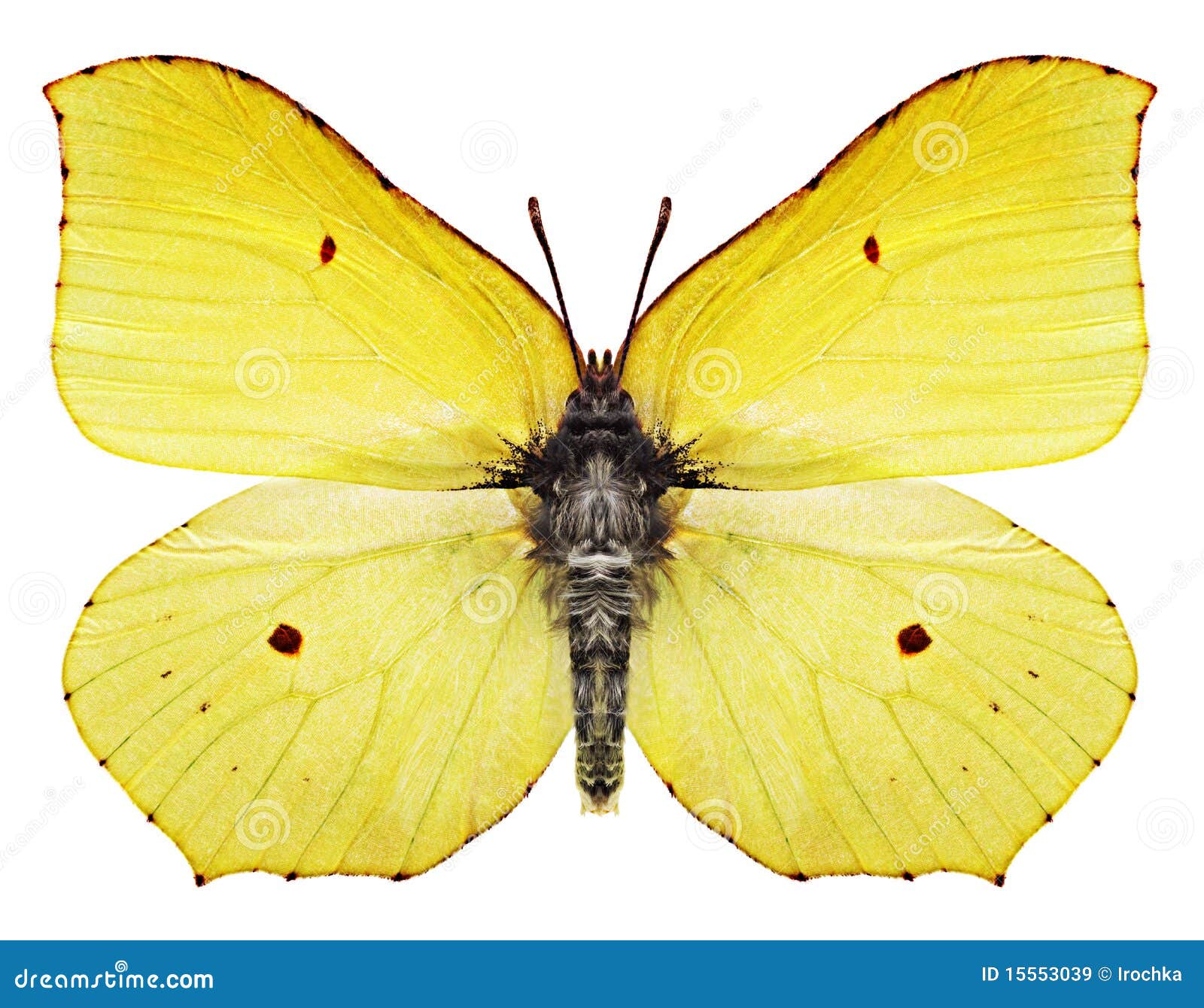 Gele Vlinder Royalty-vrije Stock Afbeeldingen - Beeld: 15553039