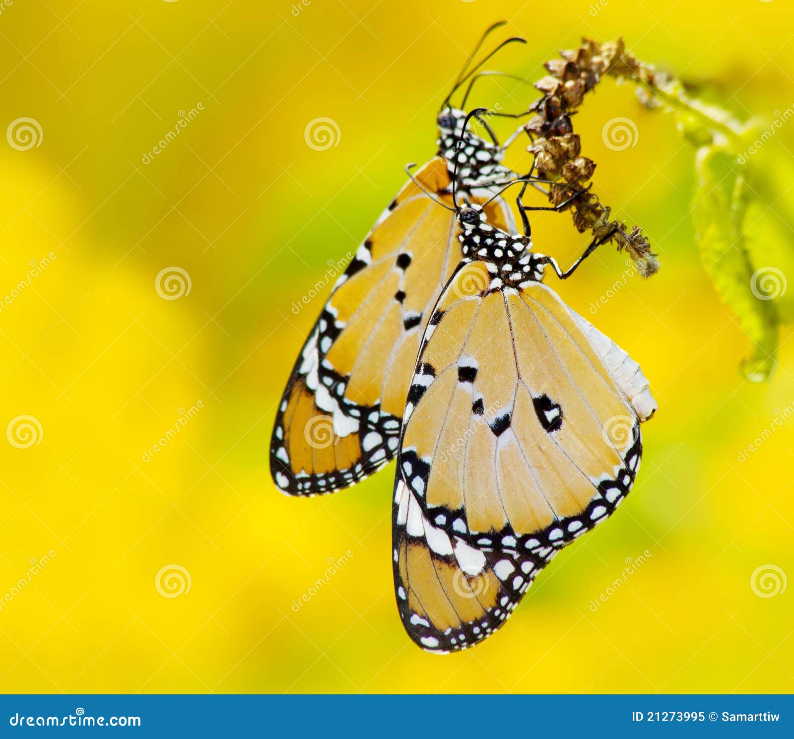 Gele vlinder stock afbeelding. Image of leven, bloemen - 21273995