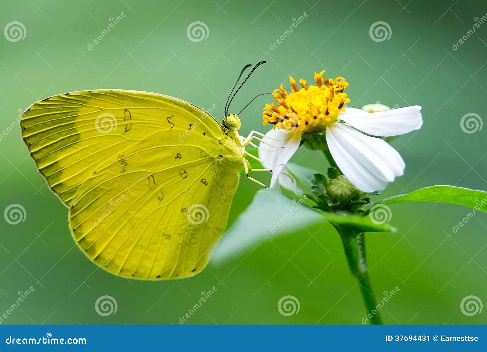 Gele Vlinder stock afbeelding. Image of dieren, wild - 37694431