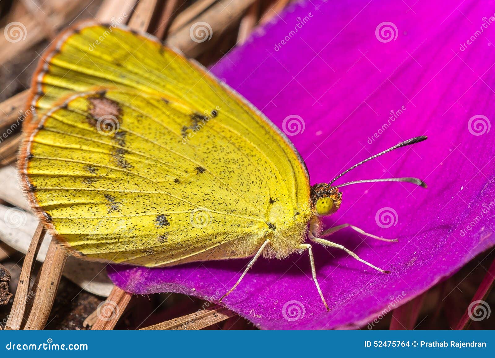Gele Vlinder stock foto. Image of honing, klauw, beeld - 52475764