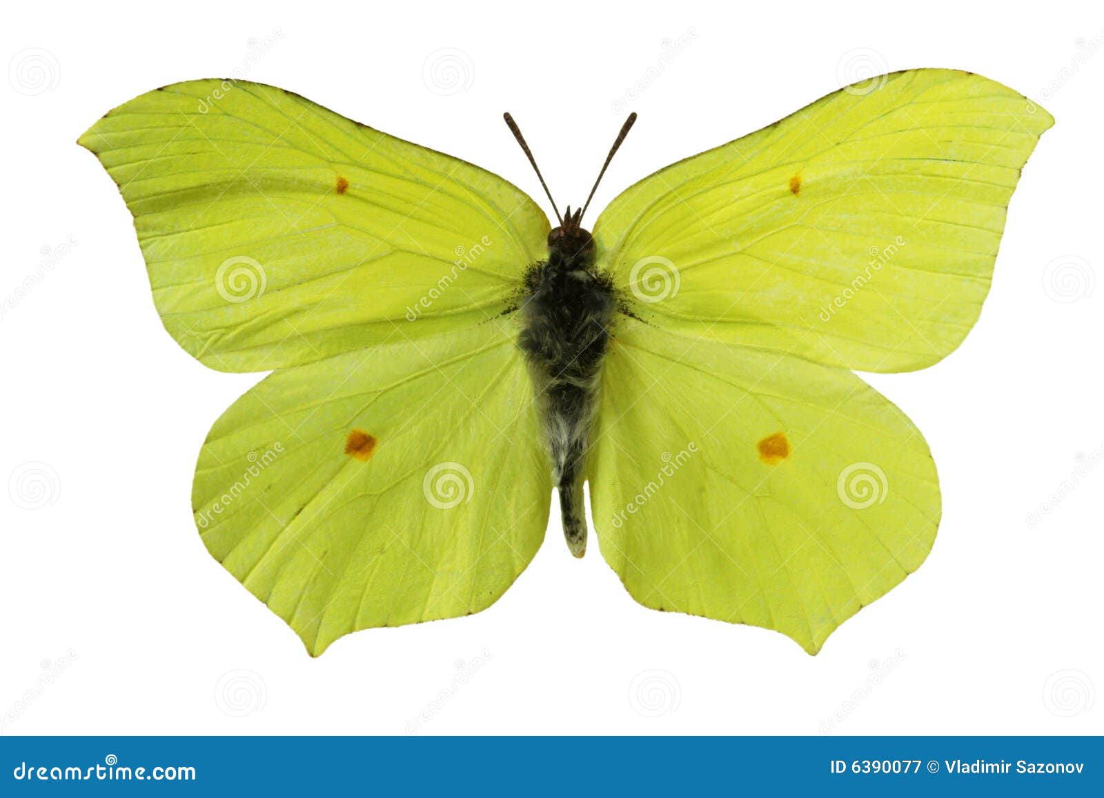 Gele vlinder stock afbeelding. Image of bruin, vlucht - 6390077