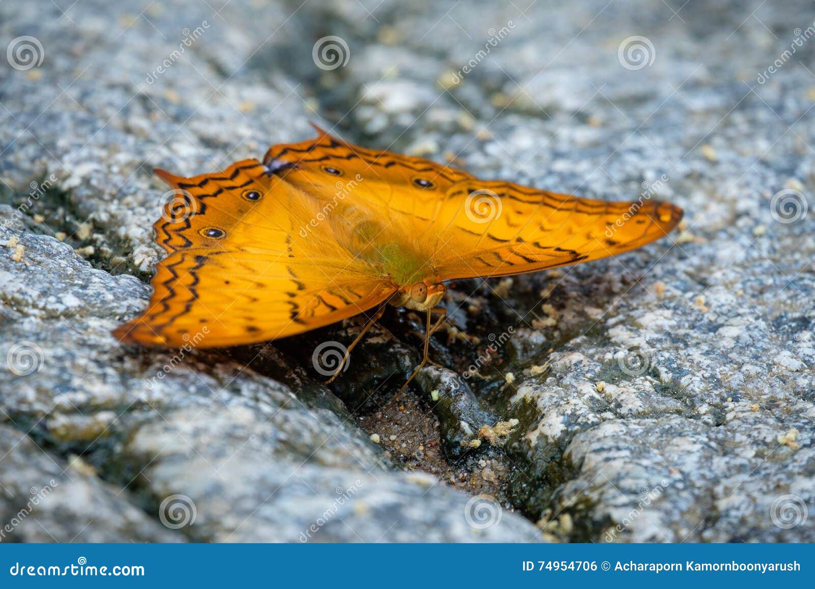 Gele Vlinder stock foto. Image of sereniteit, dier, zwart - 74954706
