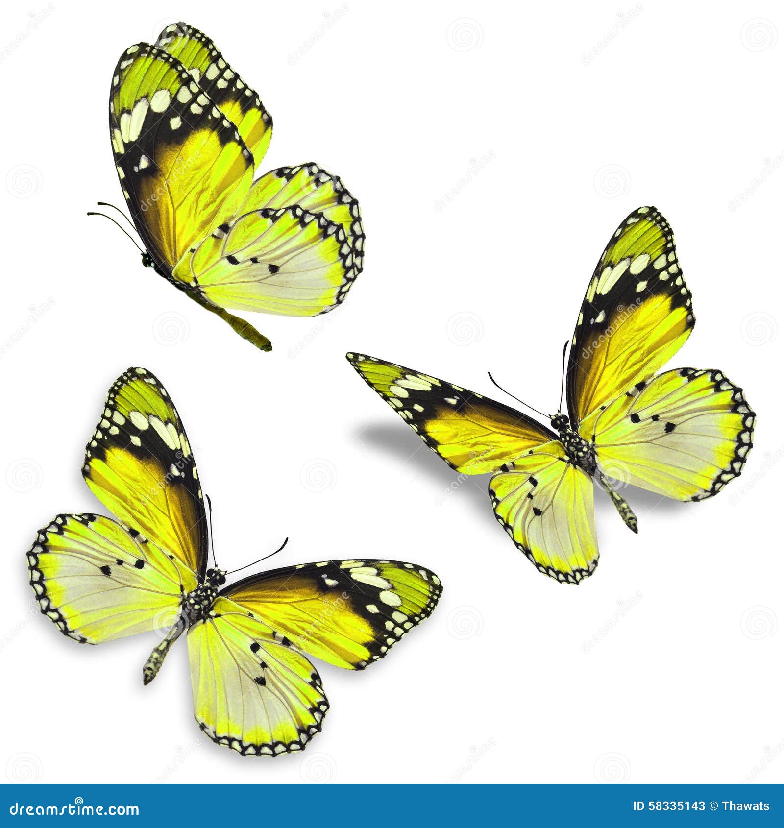 Gele vlinder drie stock afbeelding. Image of dier, monarch - 58335143