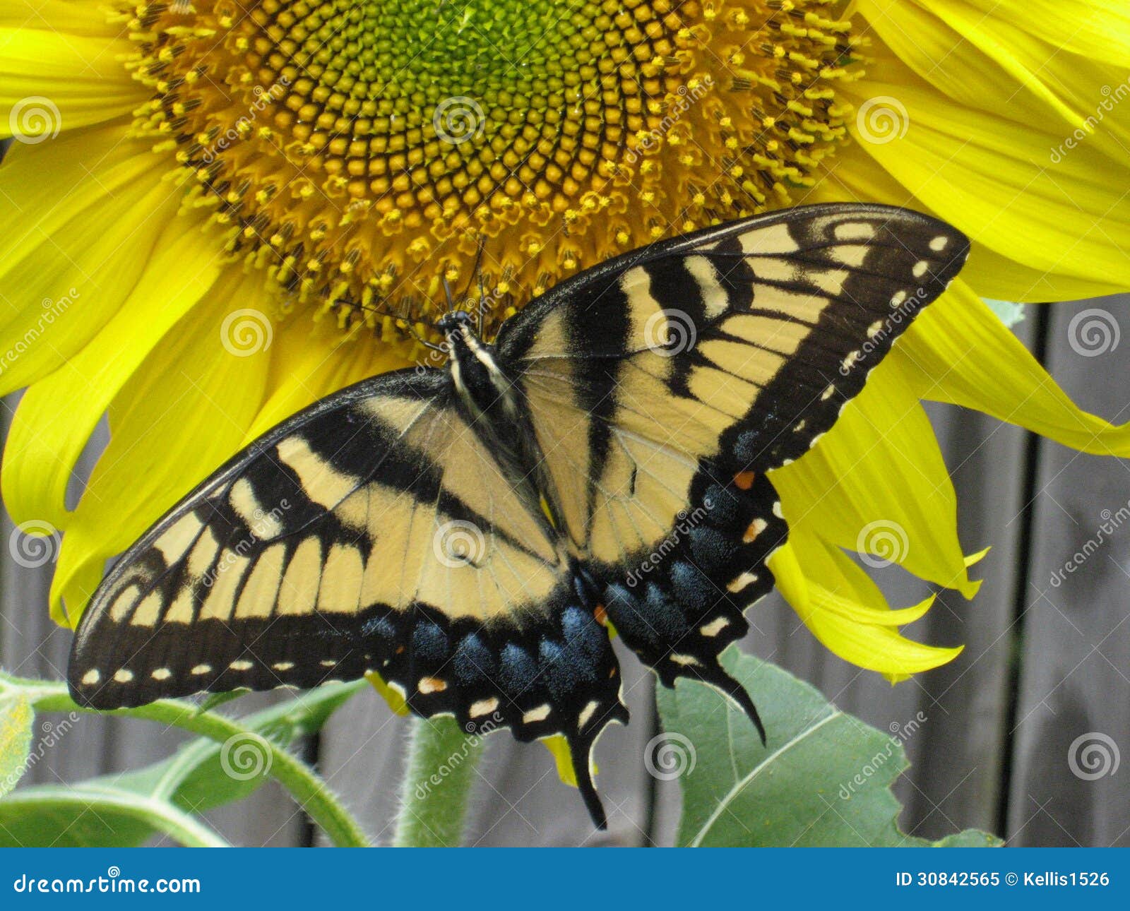 Gele Vlinder op Zonnebloem stock afbeelding. Image of insect - 30842565