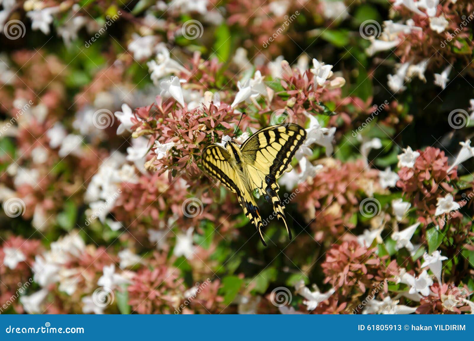 Gele Vlinder Swallowtail stock afbeelding. Image of park - 61805913