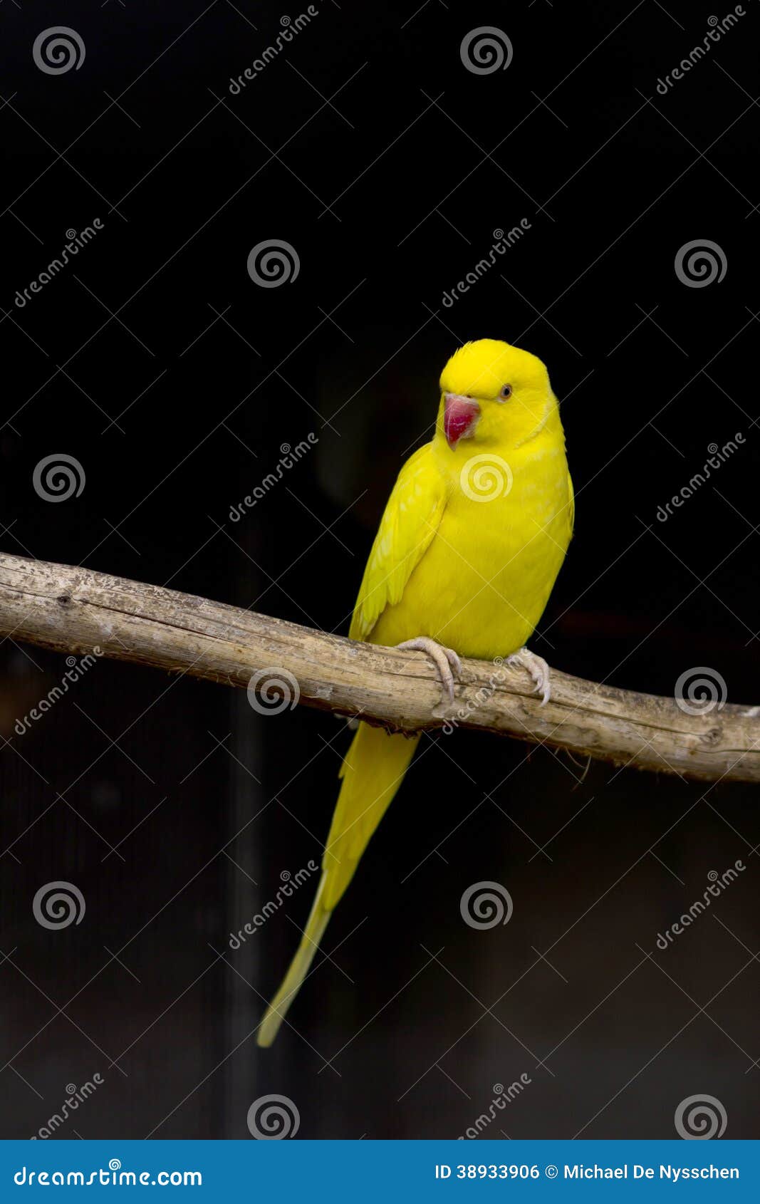 Gele vogel als huisdier stock foto. Image of geel, zitting - 38933906