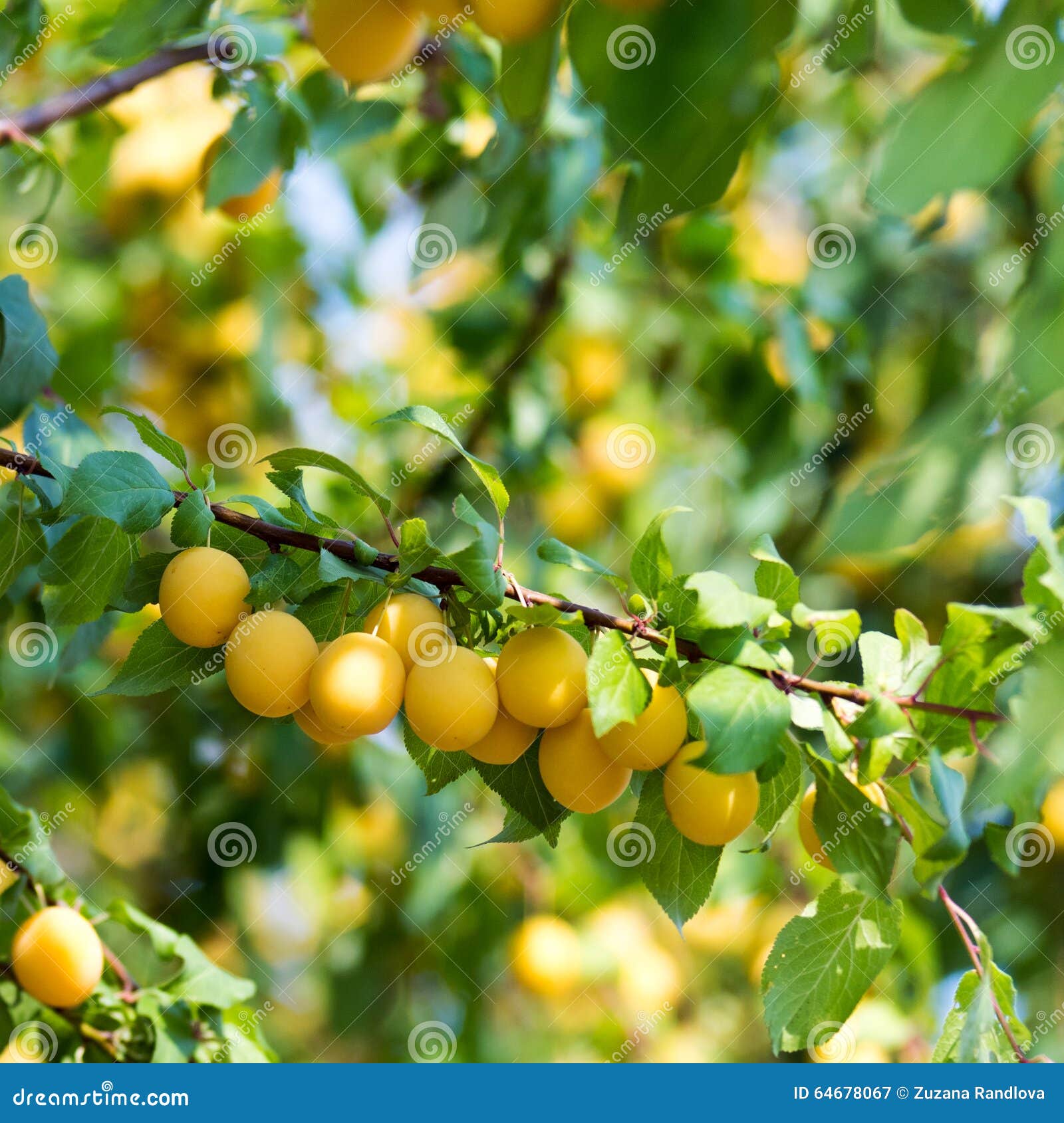 Gele vruchten op een boom stock afbeelding. Image of pruim - 64678067