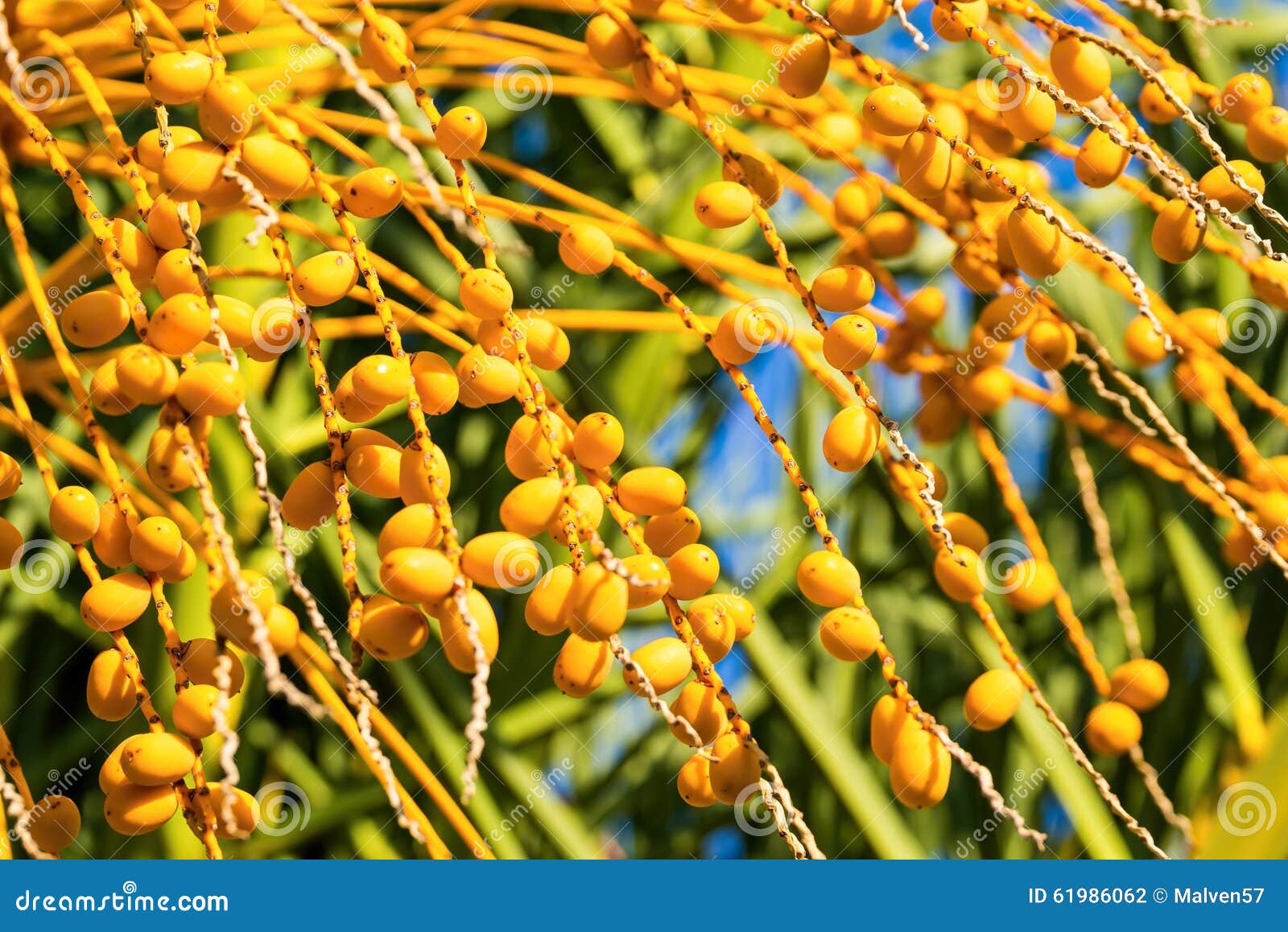 Gele Vruchten Van Een Datumpalm Stock Foto - Image of geel, data: 61986062