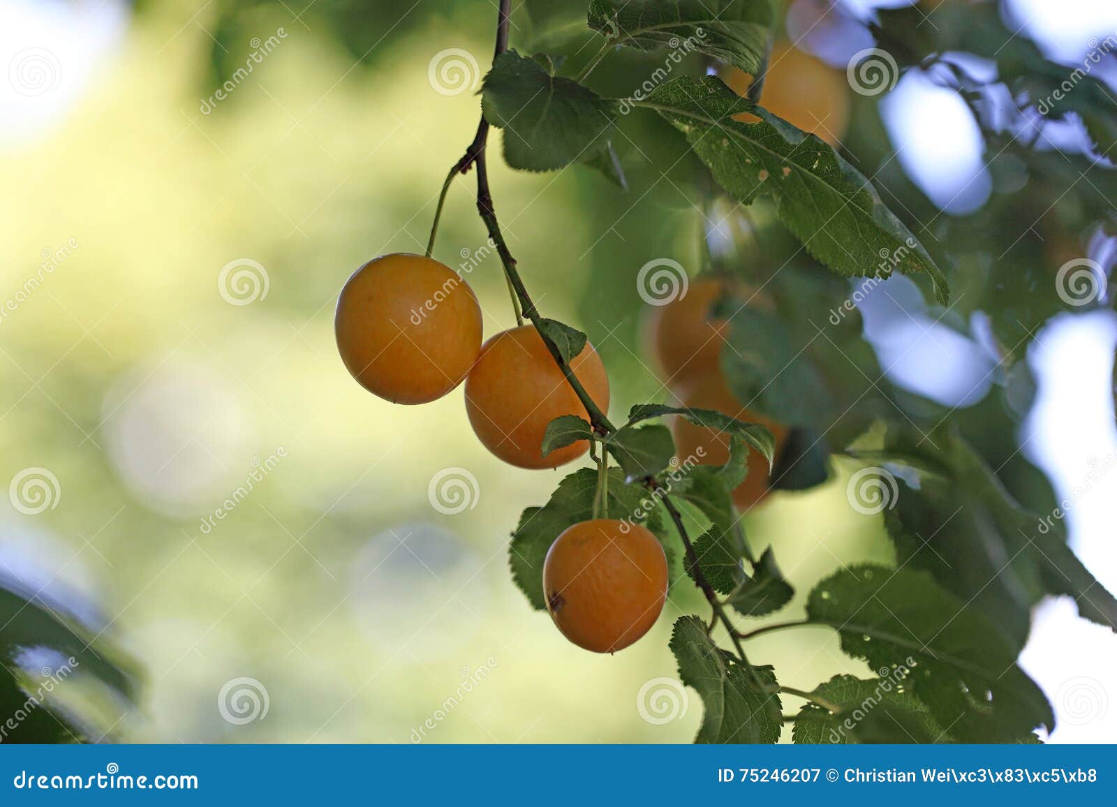 Gele Vruchten Van Een Mirabelpruim Stock Afbeelding - Image of vrucht ...
