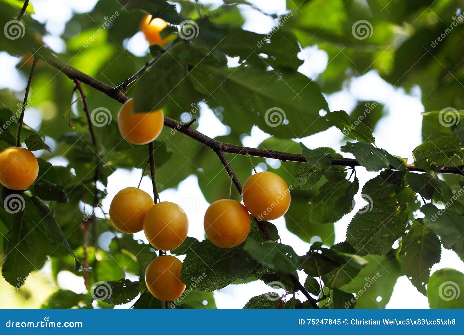 Gele Vruchten Van Een Mirabelpruim Stock Afbeelding - Image of vrucht ...