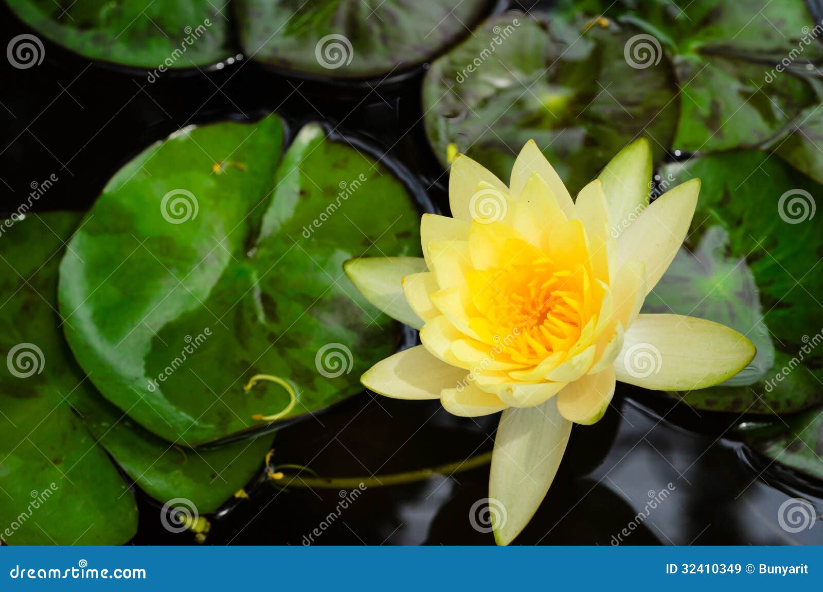 Gele waterlelie stock afbeelding. Image of bloemen, macro - 32410349