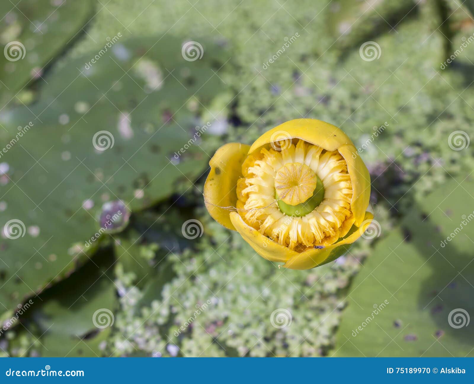 Gele Waterlelie Dichte Omhooggaand Stock Foto - Image of water, groen ...