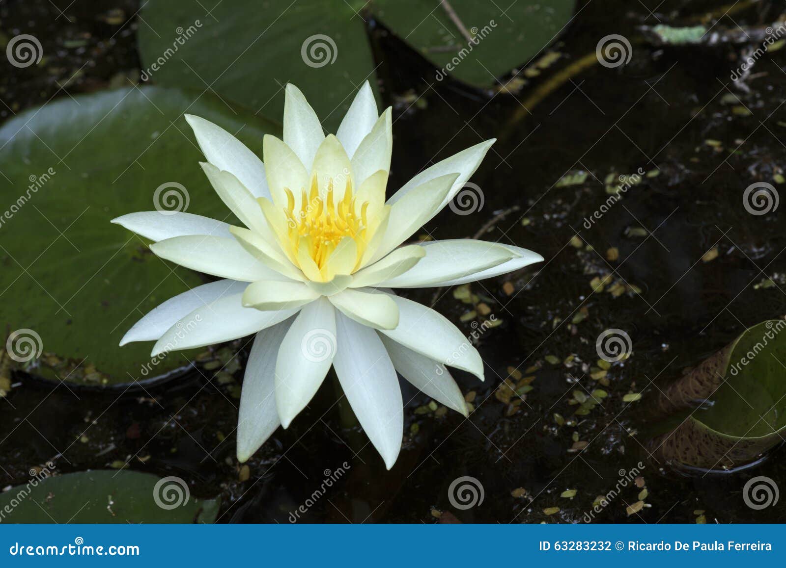 Gele Waterlelie of Mexicaan Waterlily Stock Foto - Image of geluk ...