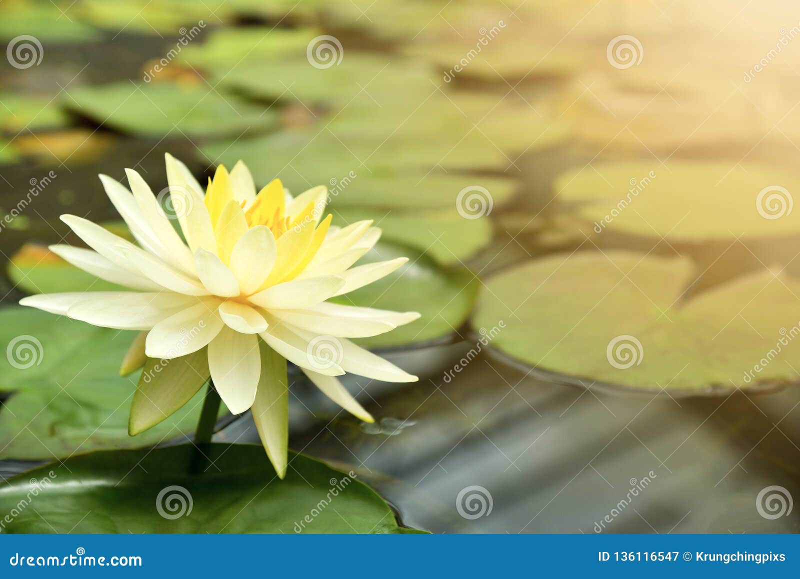 Gele waterlelie in vijver stock afbeelding. Image of lelie - 136116547