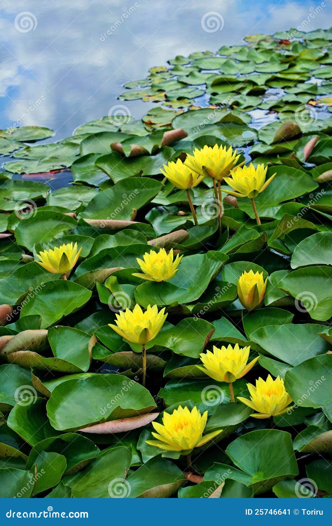 Gele waterlelies in vijver stock afbeelding. Image of rimpeling - 25746641