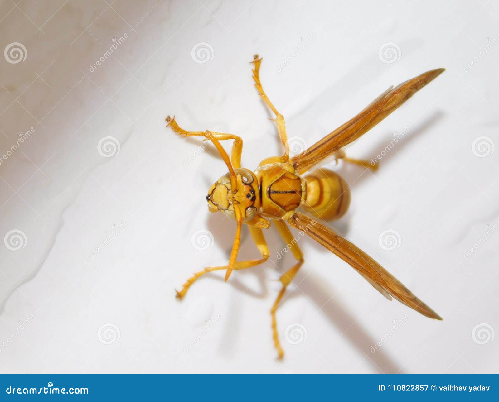Gele wesp stock afbeelding. Image of weddenschap, bericht - 110822857