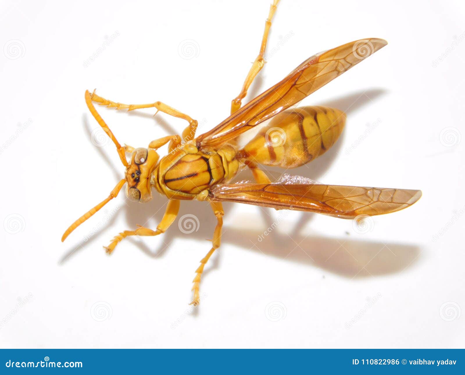 Gele wesp stock foto. Image of benen, enkel, manier - 110822986