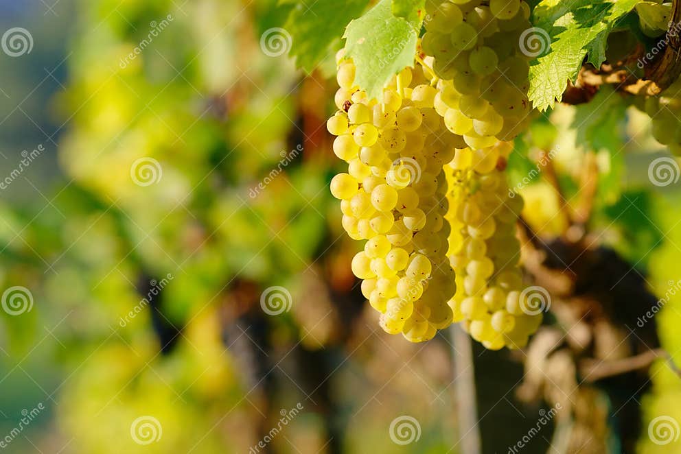 Gele Wijndruif stock foto. Image of wijn, gebied, land - 32340954