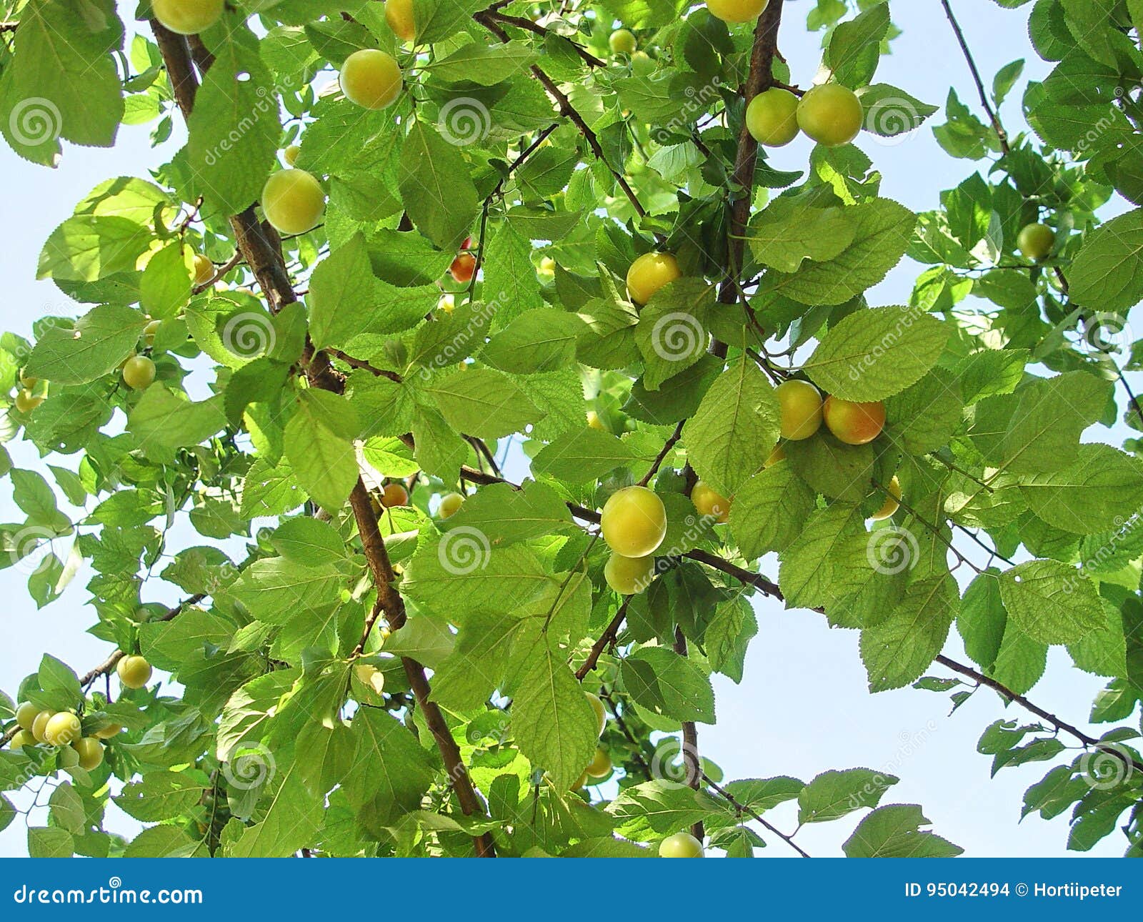 Gele Wilde Pruim stock foto. Image of ontwerp, buiten - 95042494