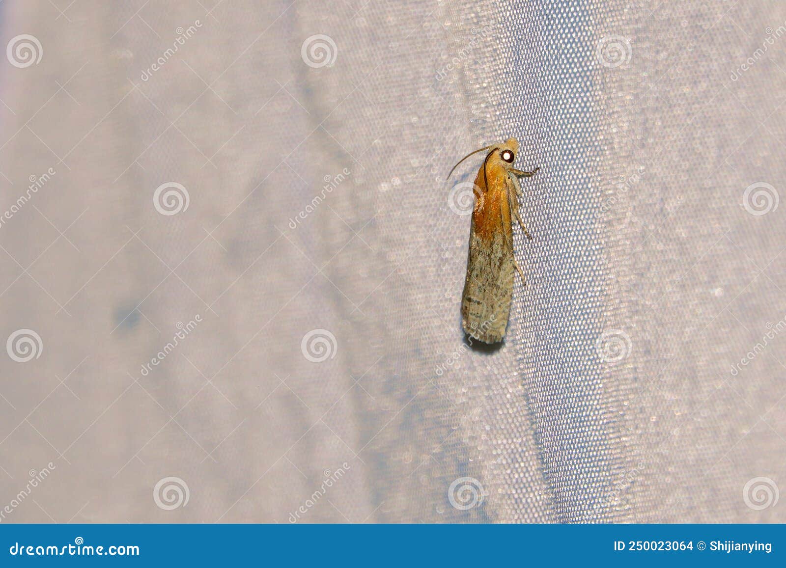 Gelechiidae moth stock photo. Image of natural, mothes - 250023064