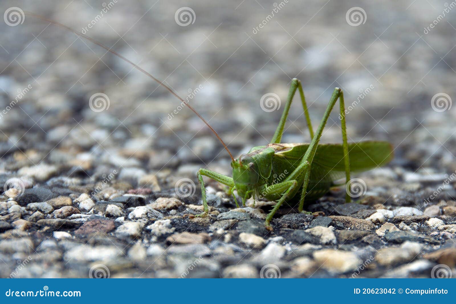 Geleedpotigen stock foto. Image of rotsen, stenen, insect - 20623042