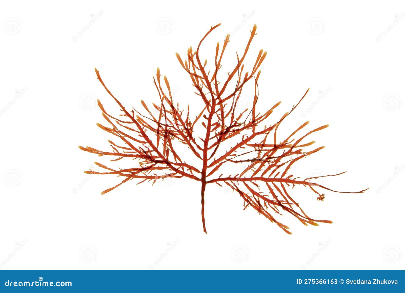 Gelidium Sesquipedale Red Algae or Rhodophyta Isolated on White ...