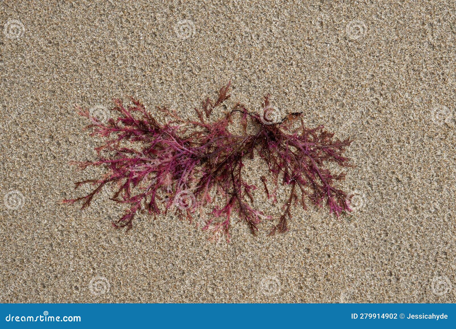 Red Algae (Gelidium Sesquipedale ) on the Beach Stock Photo - Image of ...