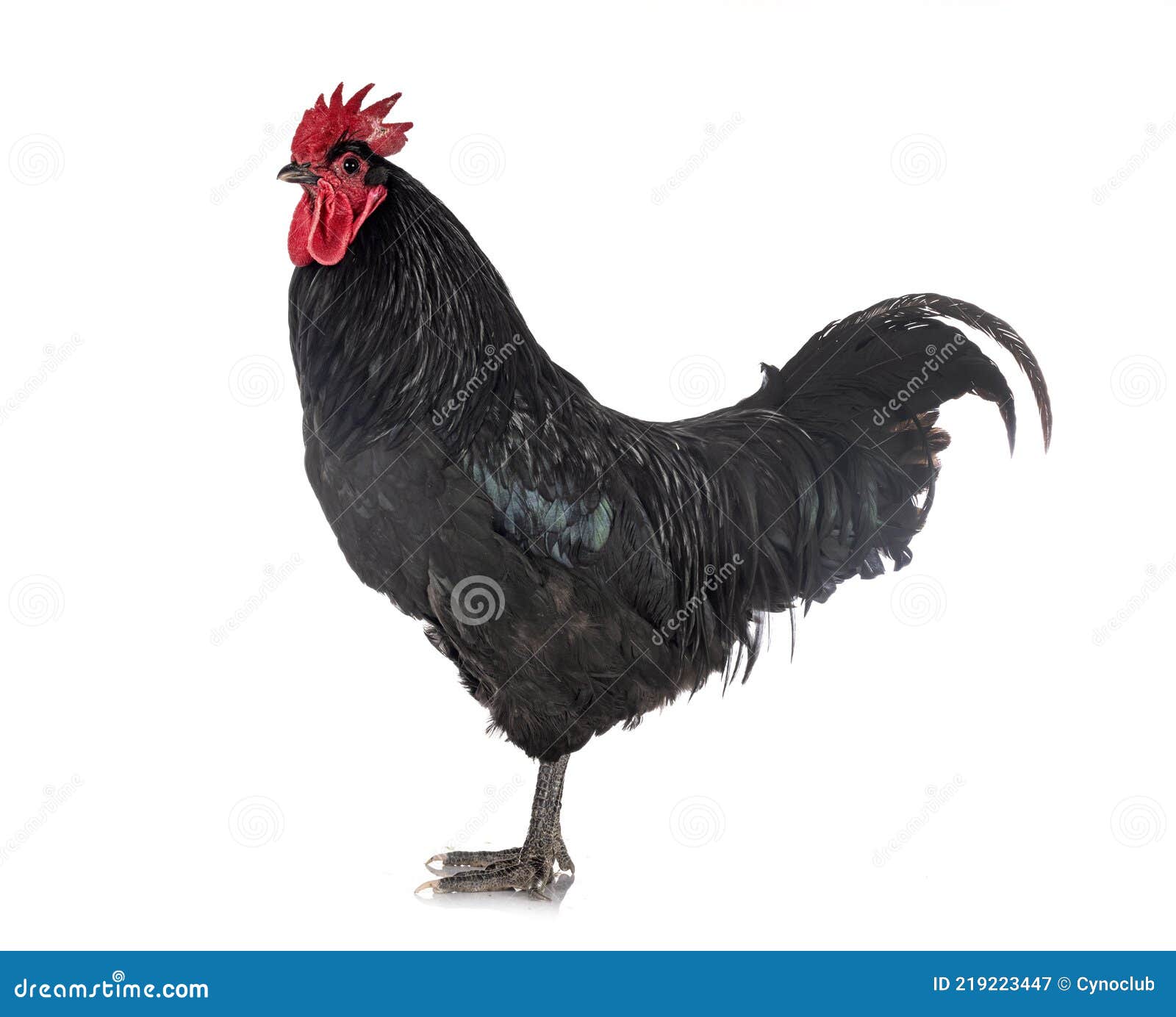 Geline Photos - Free & Royalty-Free Stock Photos from Dreamstime