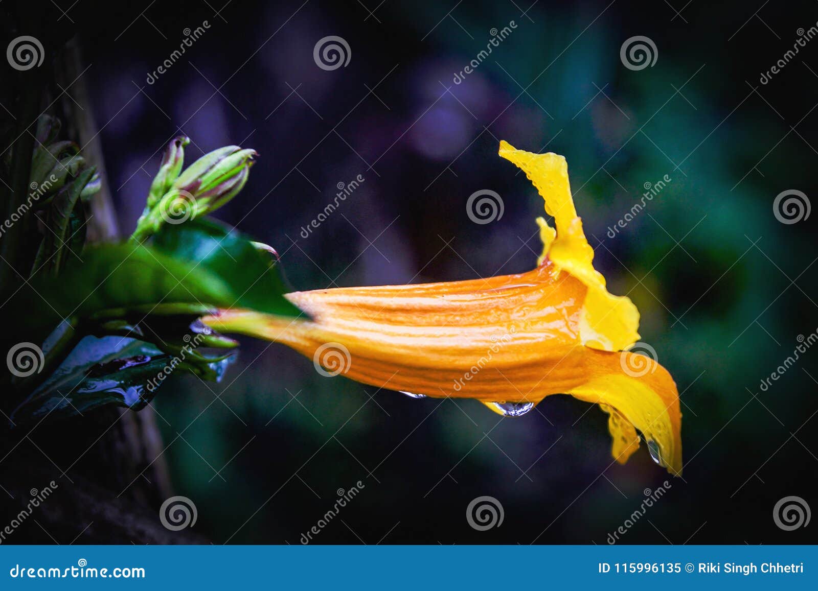 Gelsemium sempervirens stock image. Image of drops, beautiful - 115996135