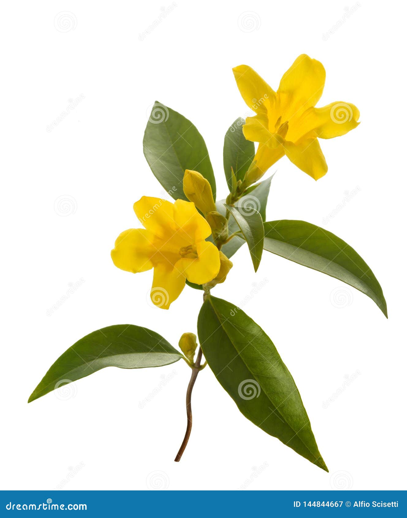 Gelsemium sempervirens stock image. Image of isolated - 144844667