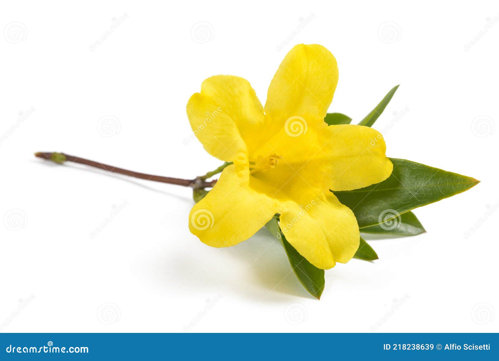 Gelsemium sempervirens stock image. Image of blossom - 218238639