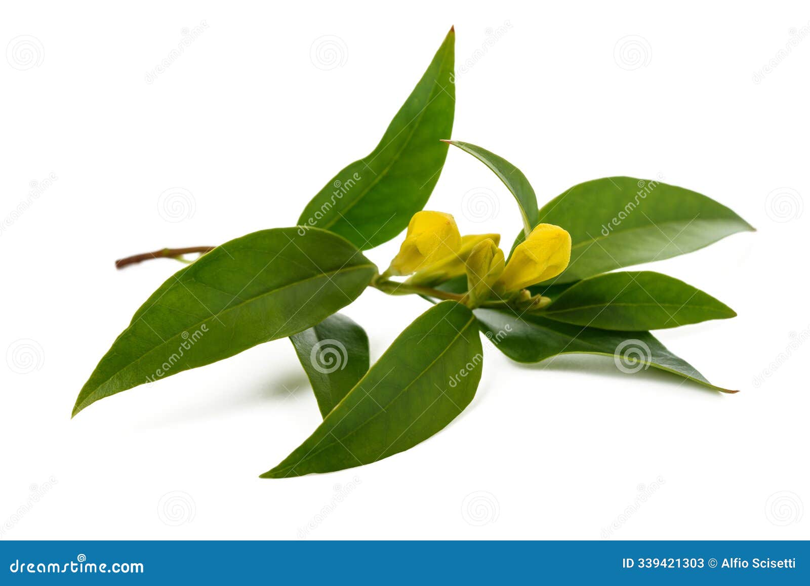 Gelsemium sempervirens stock image. Image of bloom, confederate - 339421303