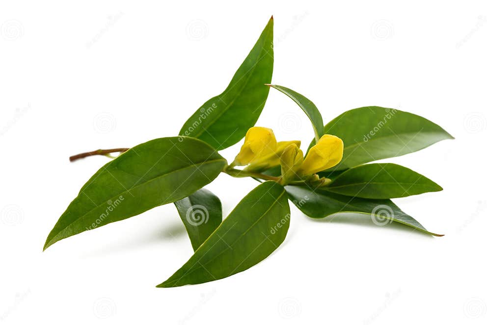 Gelsemium sempervirens stock image. Image of bloom, confederate - 339421303