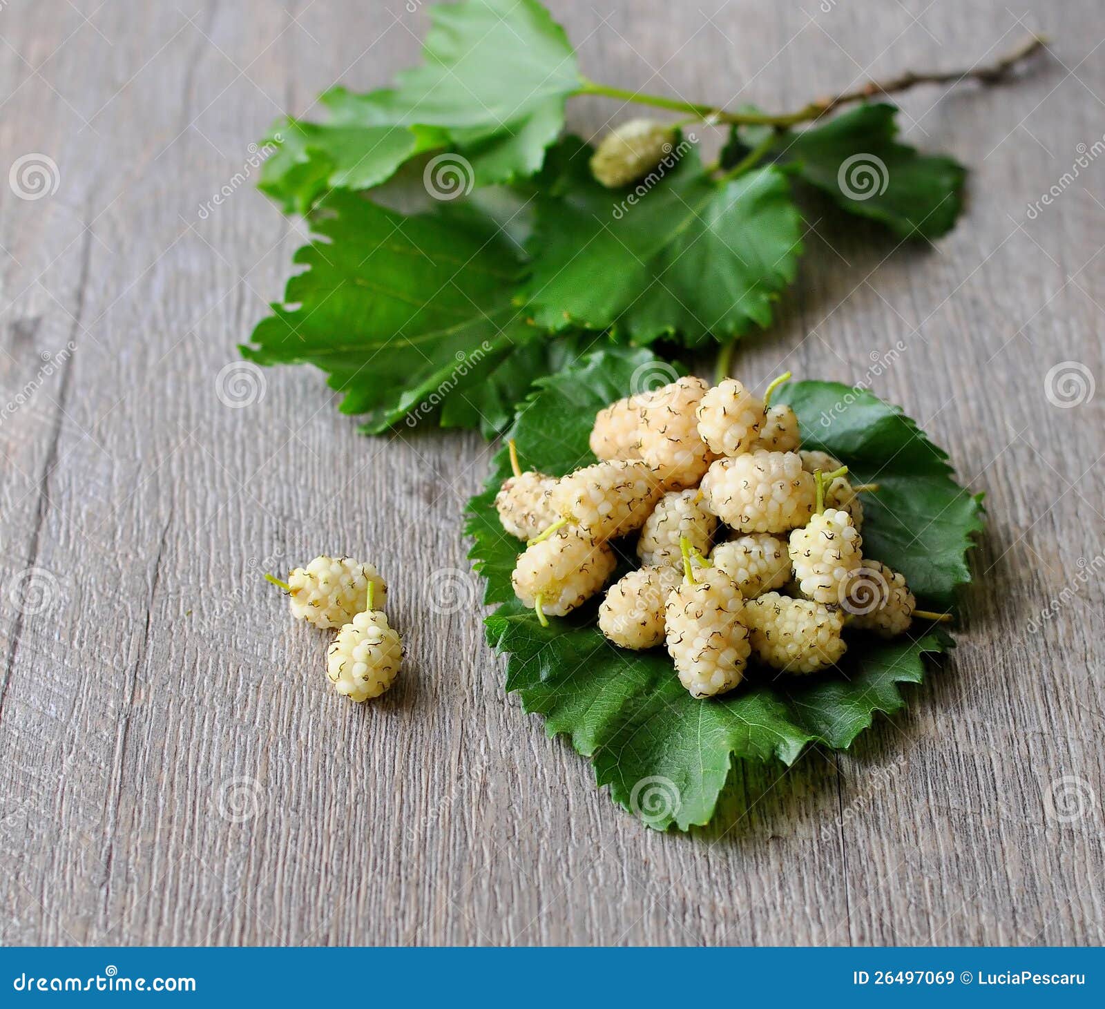 Gelsi bianchi immagine stock. Immagine di alimento, commestibile - 26497069