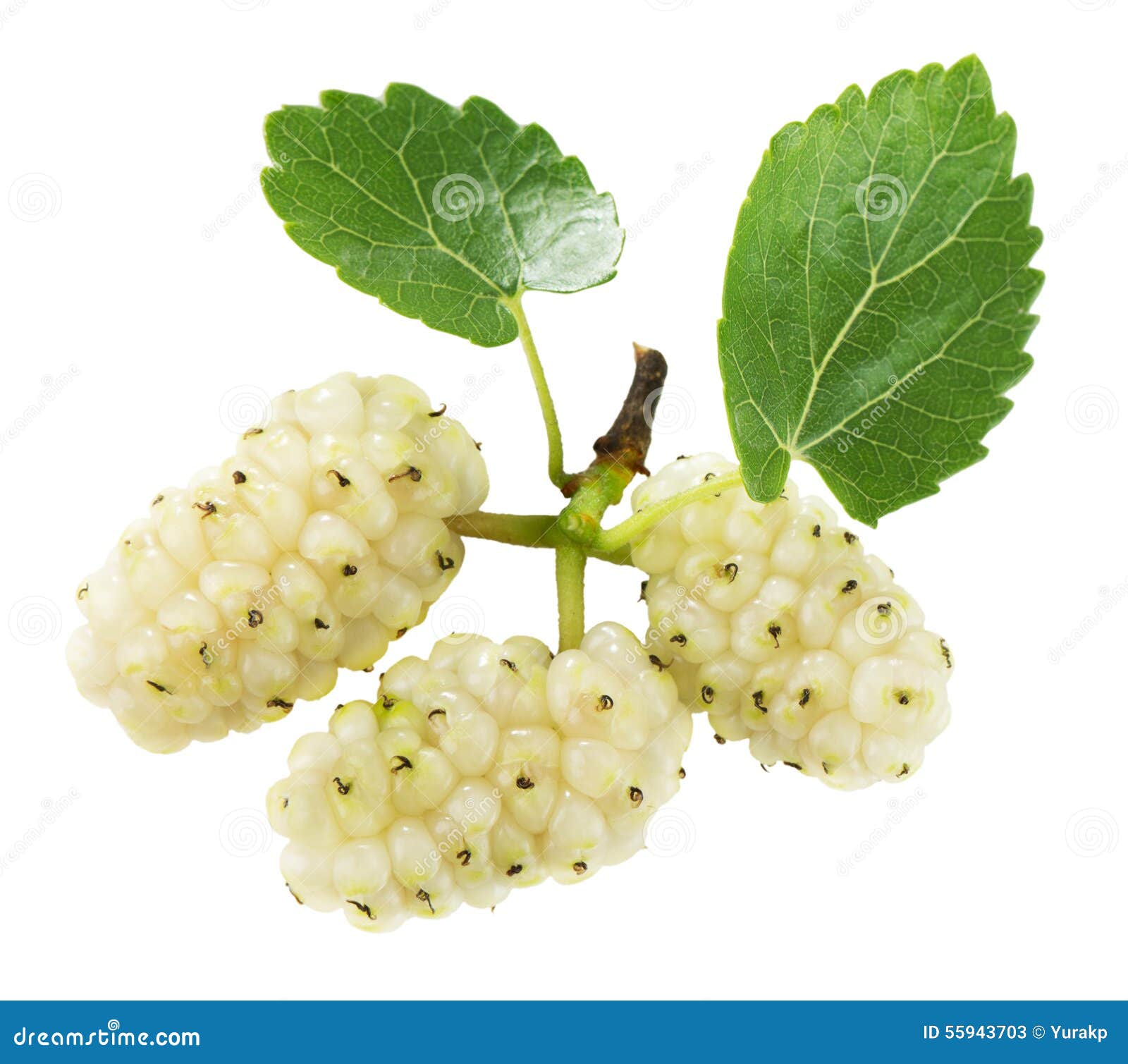 Gelsi Bianchi Sui Precedenti Bianchi Immagine Stock - Immagine di ...