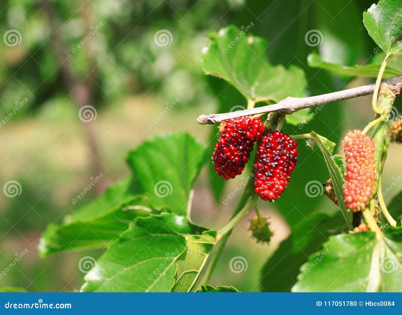 Gelso fotografia stock. Immagine di albero, scuro, cina - 117051780