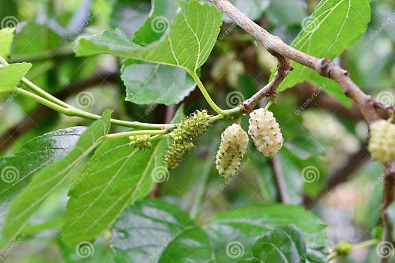 Gelso bianco immagine stock. Immagine di foglio, sfondo - 54633493