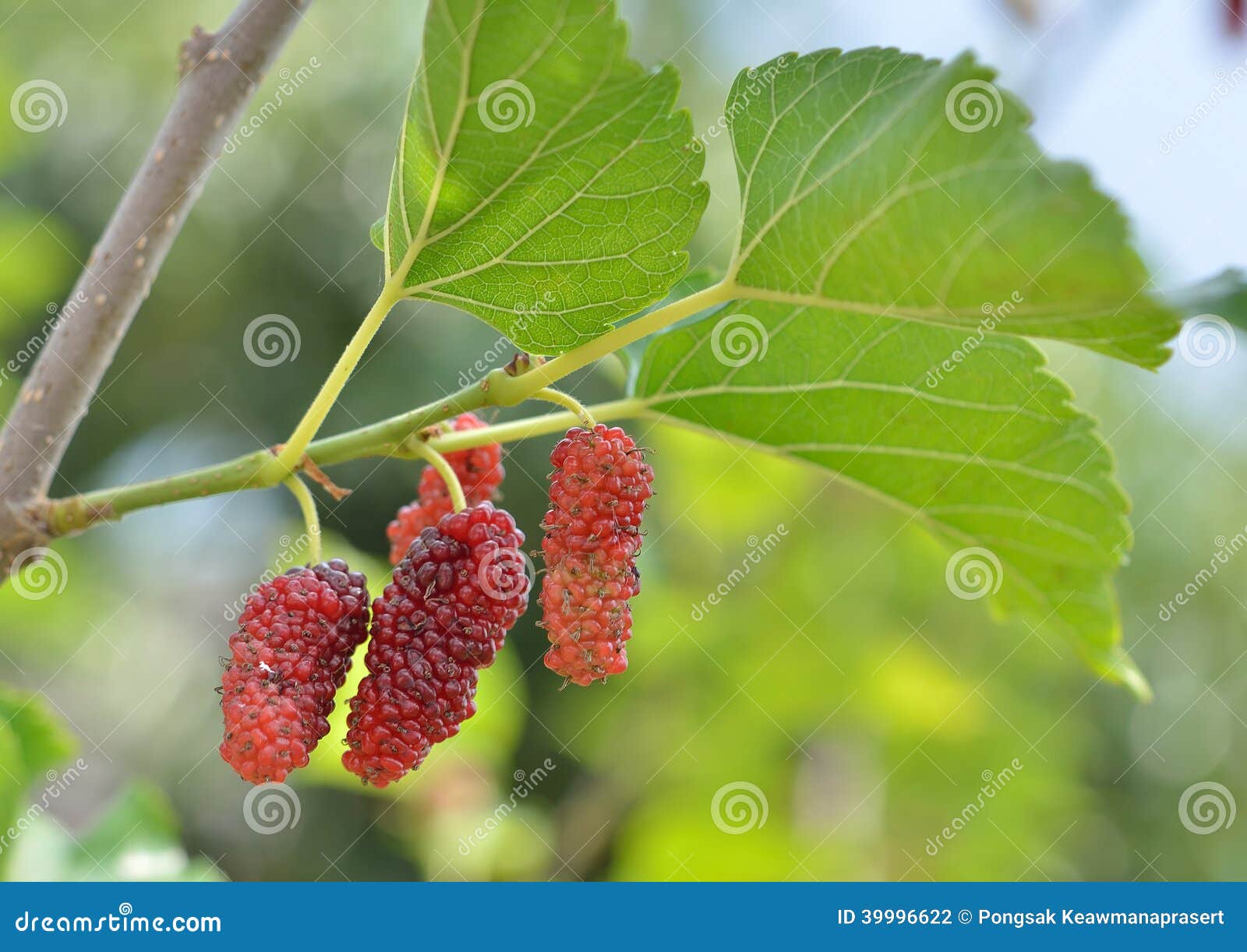 Gelso fresco fotografia stock. Immagine di nave, stagione - 39996622