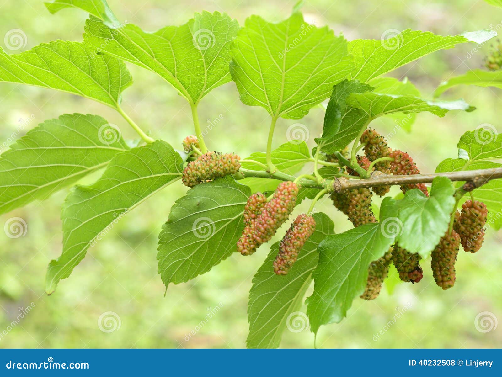 Gelso fresco sull'albero fotografia stock. Immagine di foglio - 40232508