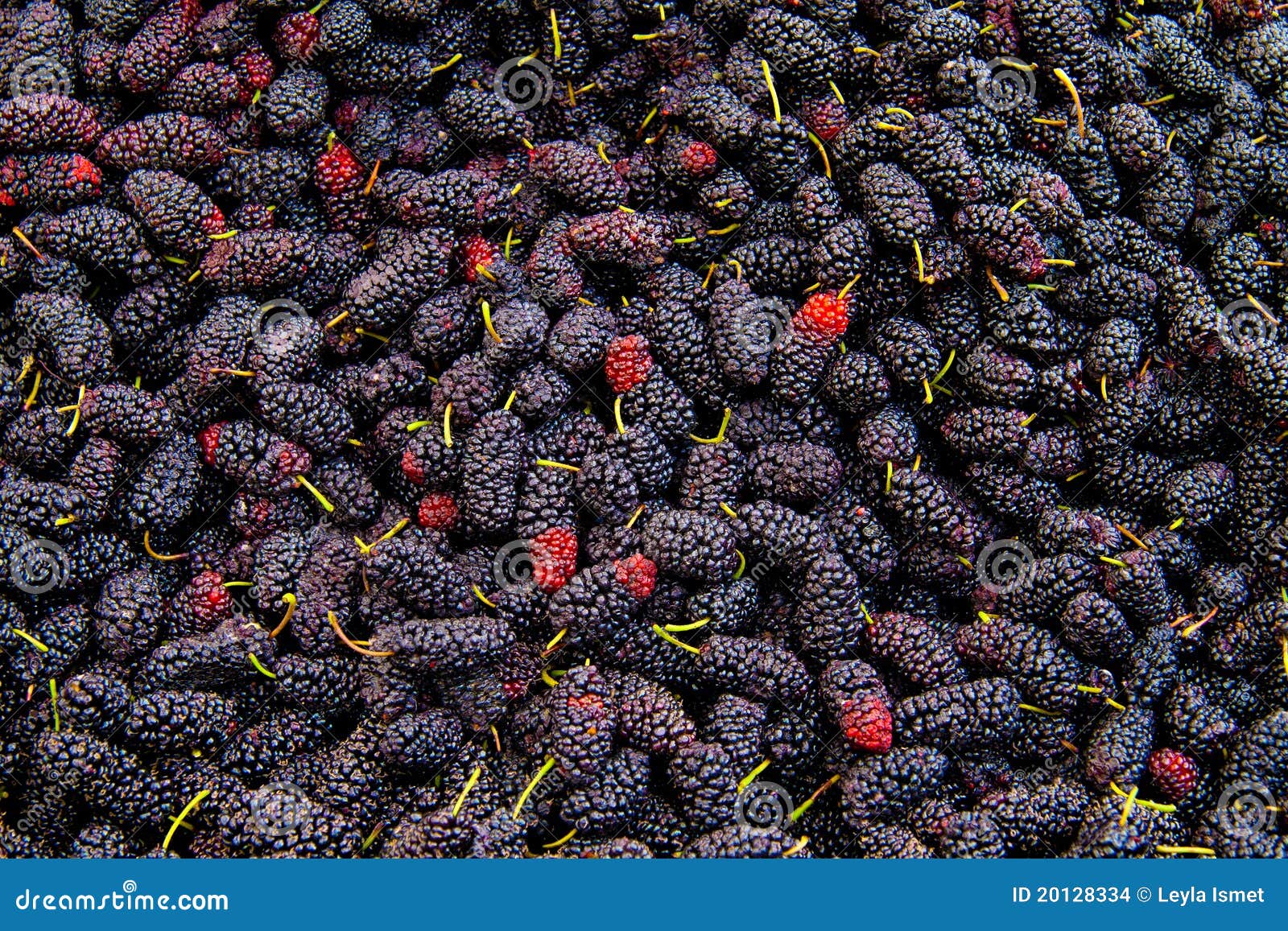 Gelso nero organico fresco fotografia stock. Immagine di sfondo - 20128334