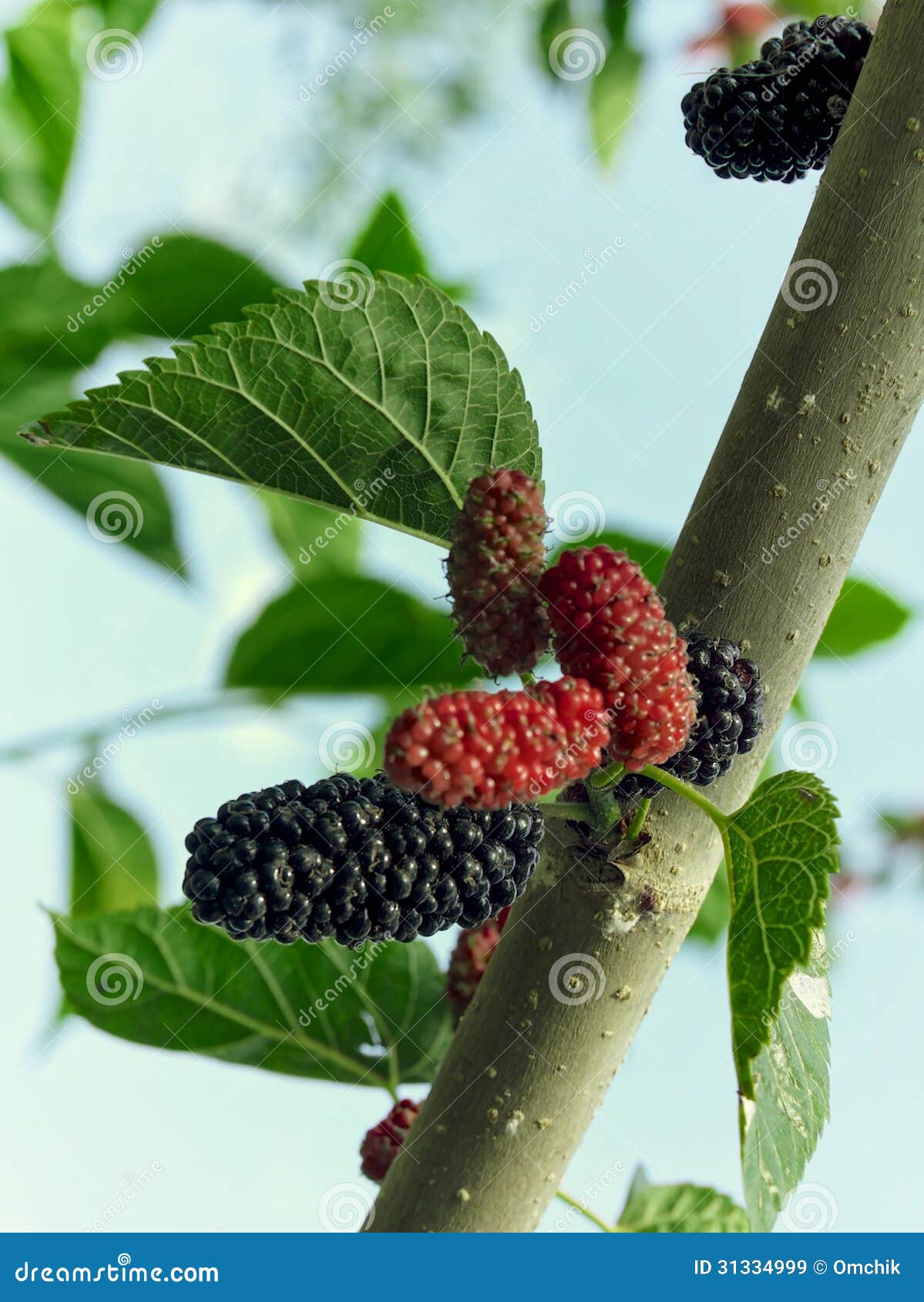 Gelso nero sull'albero immagine stock. Immagine di albero - 31334999