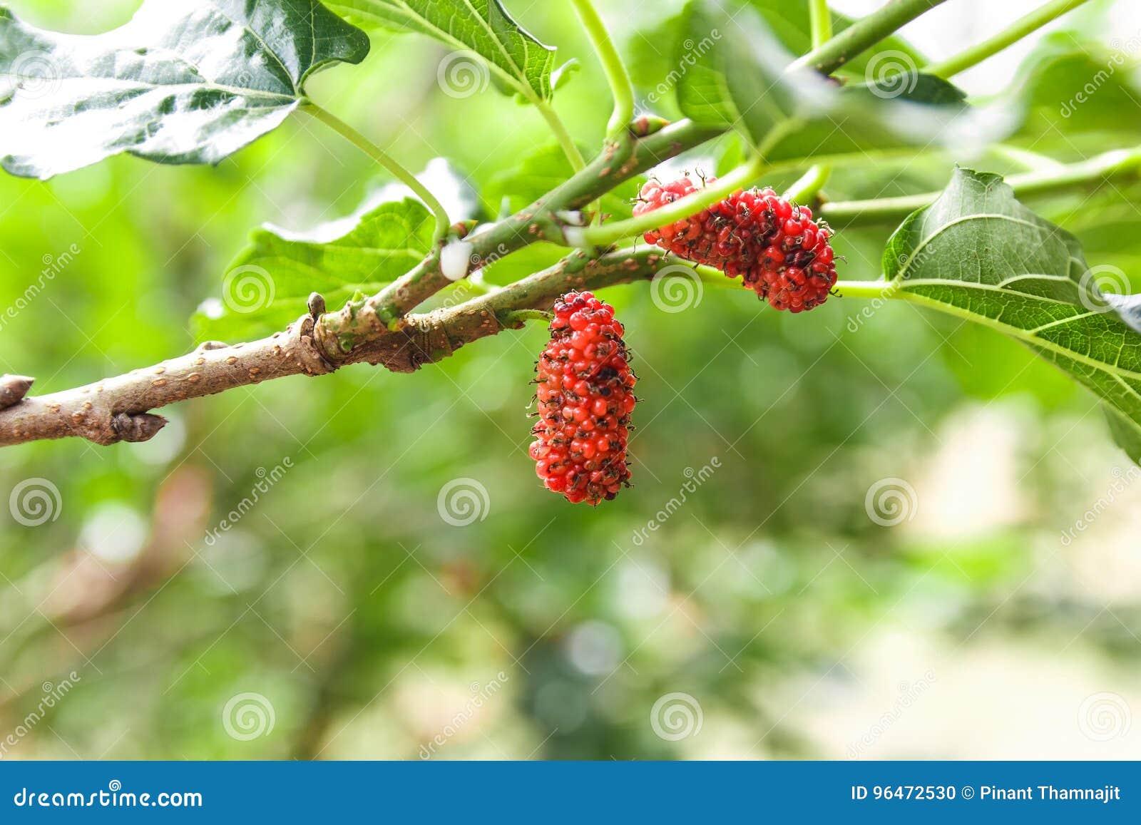 Gelso sull'albero fotografia stock. Immagine di salute - 96472530