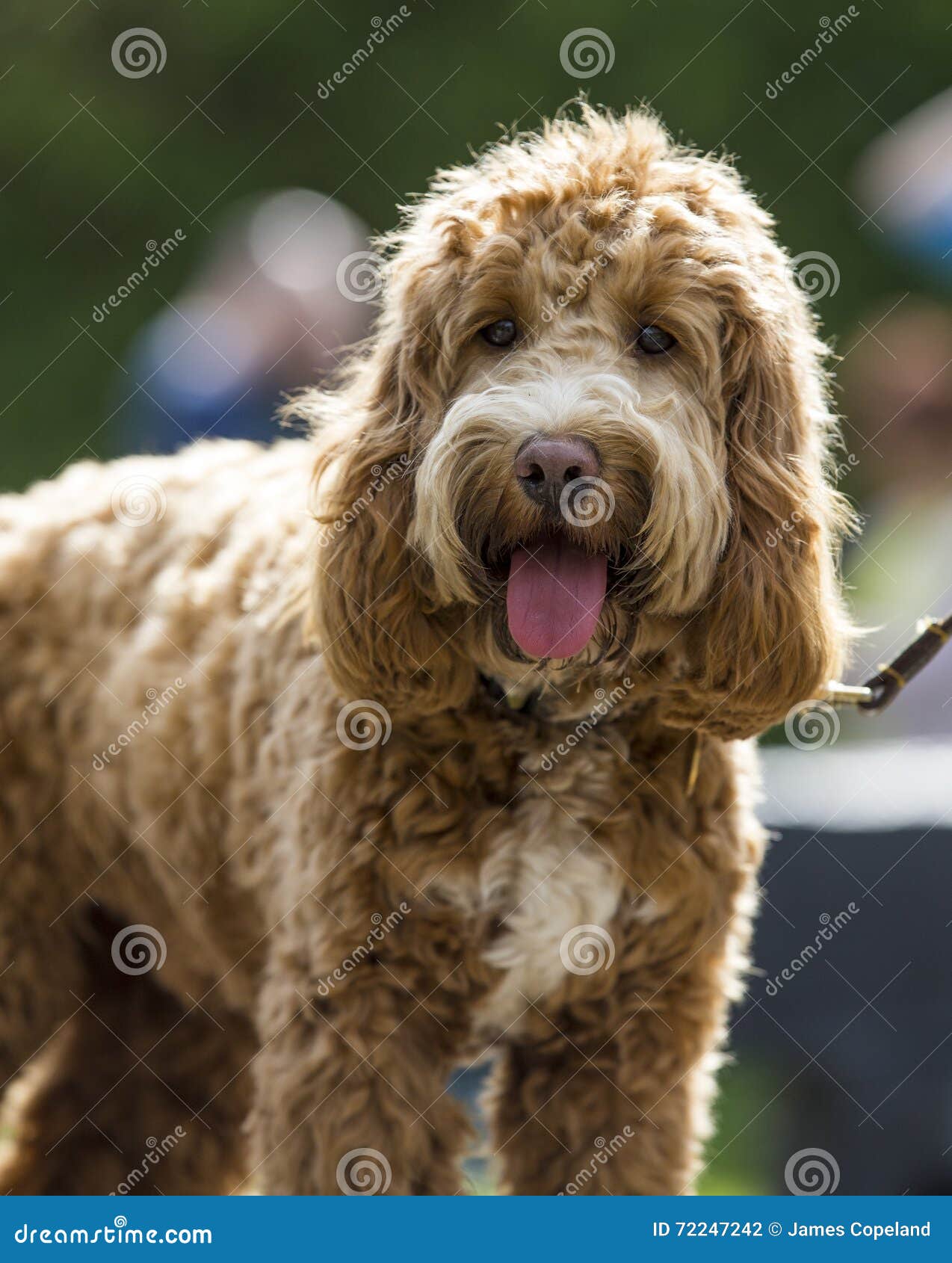 Gelukkige Cockapoo-Hond stock foto. Image of mannetje - 72247242