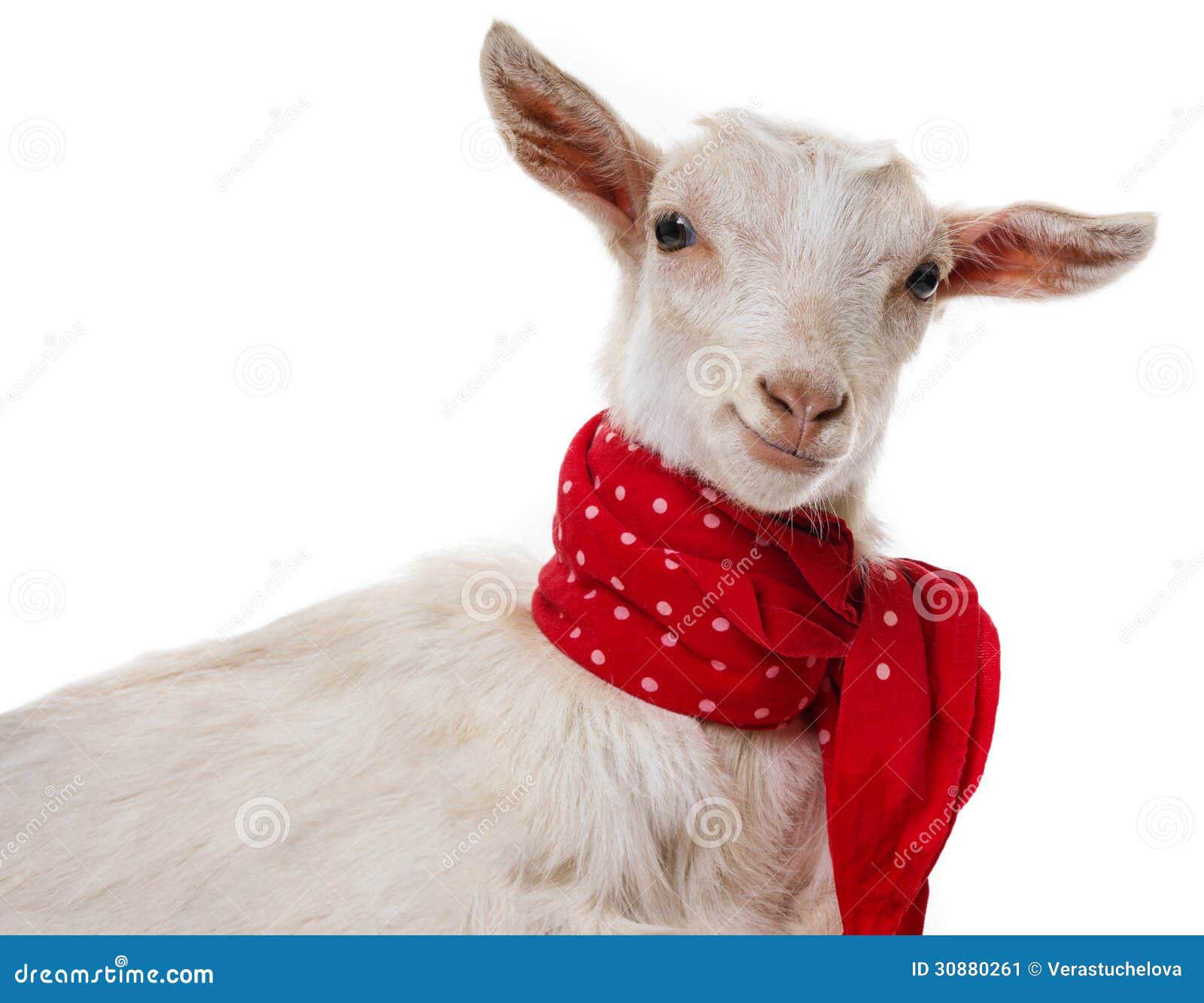 Gelukkige grappige geit stock afbeelding. Image of vriendschappelijk ...