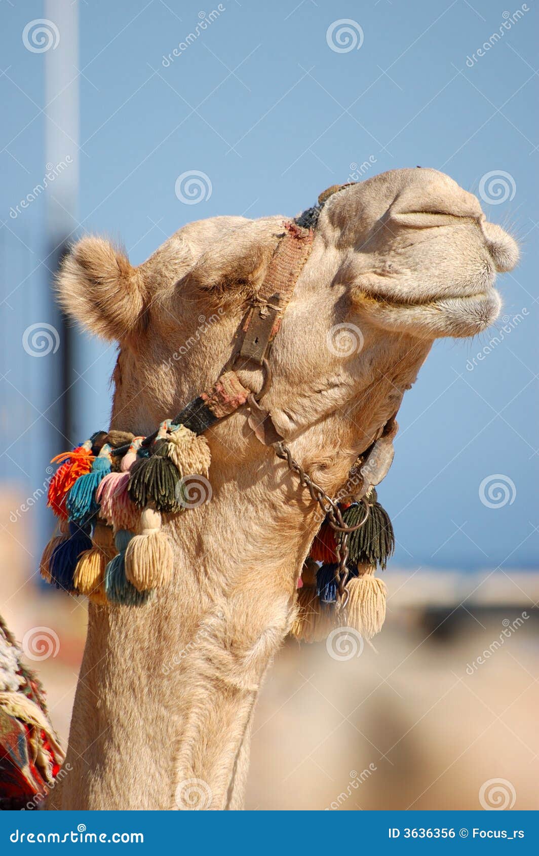 Gelukkige Kameel stock foto. Image of kamelen, egypte - 3636356