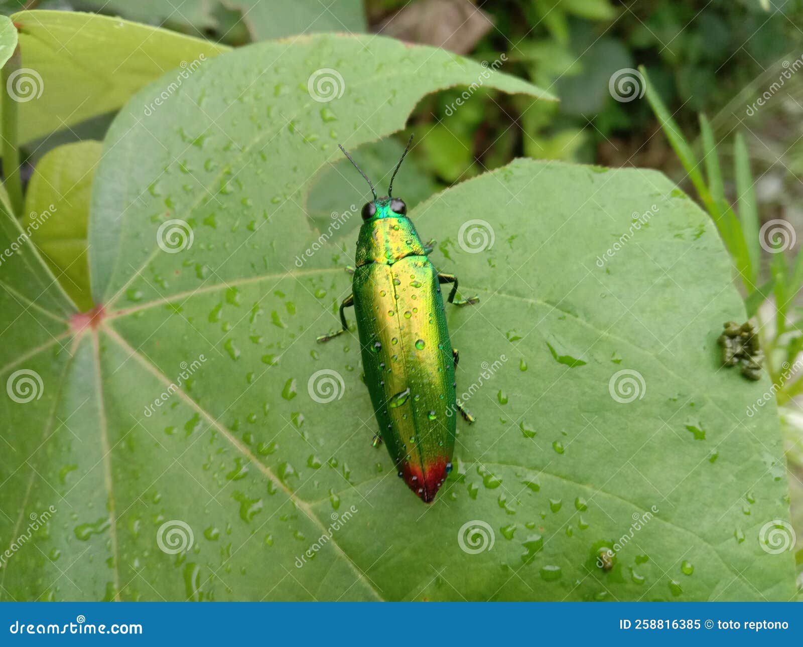 Gem Beetlehermoso Gemas Hermosos Insectos Verdes Imagen de archivo ...