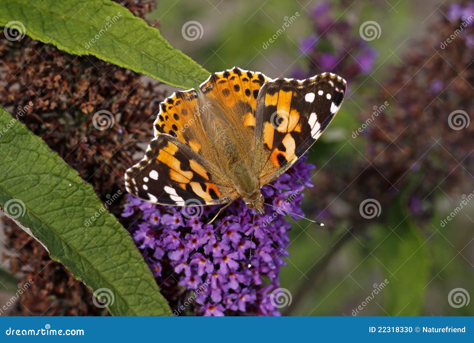 Gemalte Damebasisrecheneinheit Auf Buddleja Davidii Stockfoto - Bild ...