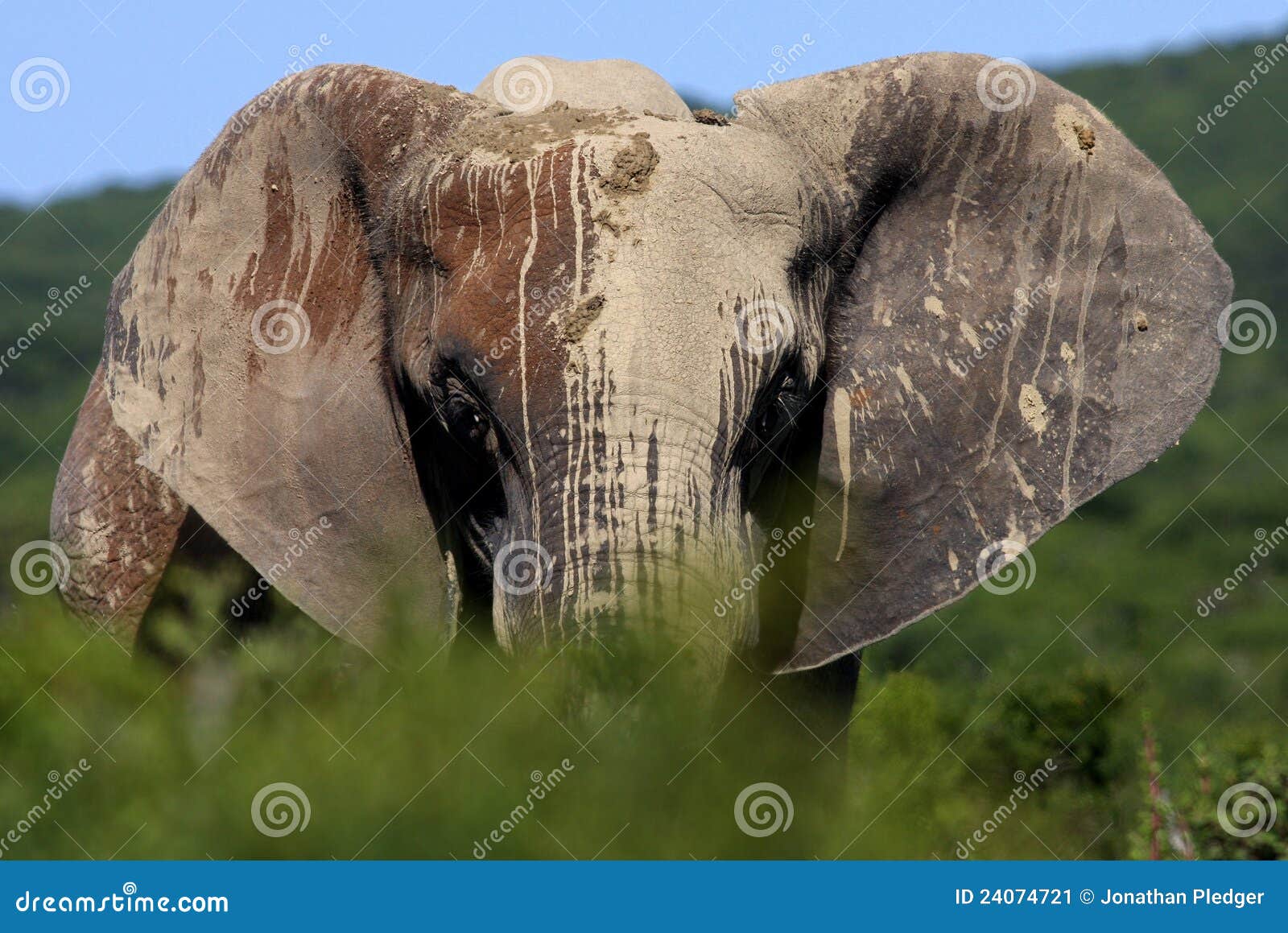 Gemalter Afrikanischer Elefant Stockbild - Bild von abkühlen, kühl ...