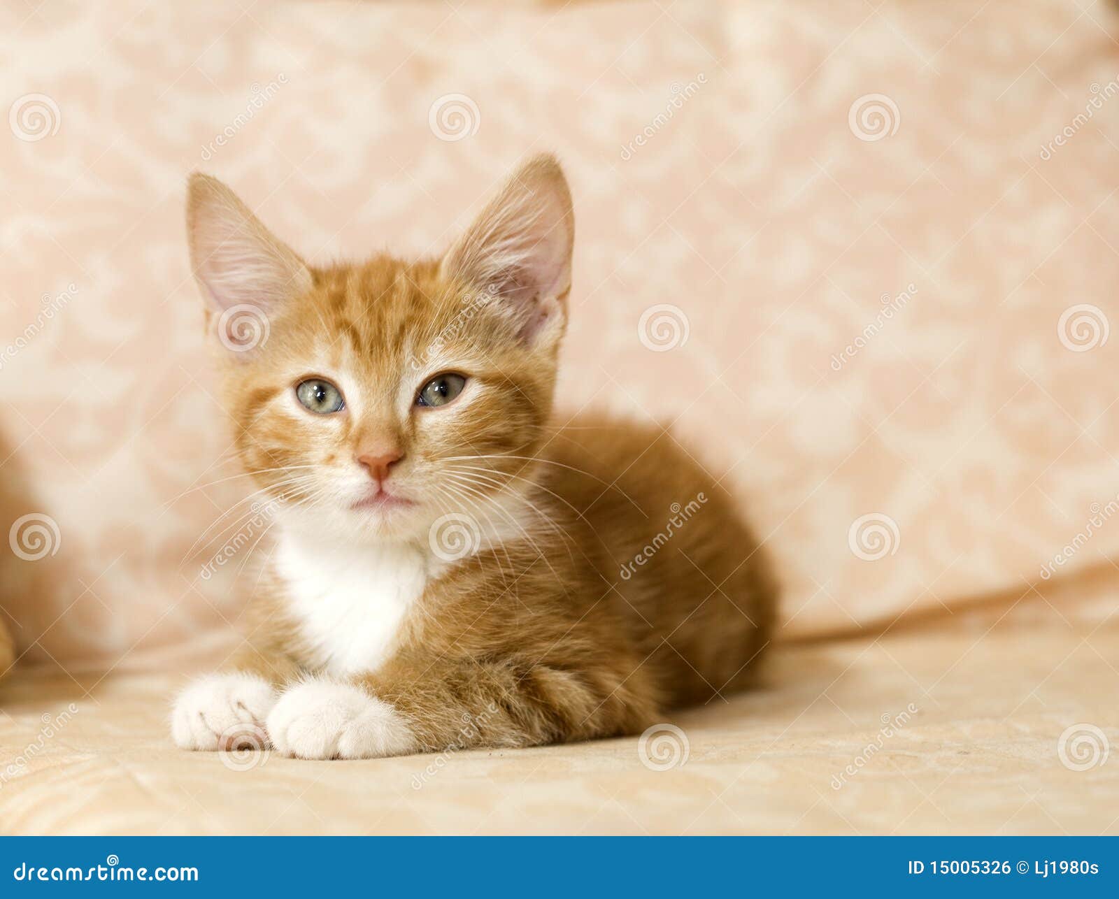 Gember en wit katje stock foto. Image of dier, liefhebben - 15005326